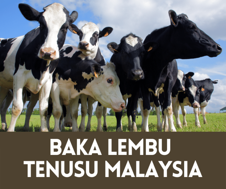 6 Baka Lembu Tenusu Di Malaysia | Huraian Serta Gambar