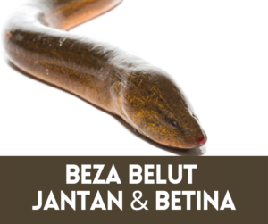 Ikan Belut | Perbezaan Belut Jantan Dan Belut Betina
