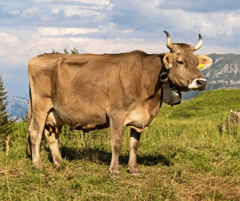 6 Baka Lembu Tenusu Di Malaysia | Huraian Serta Gambar