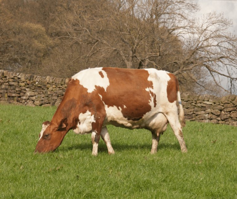 6 Baka Lembu Tenusu Di Malaysia | Huraian Serta Gambar