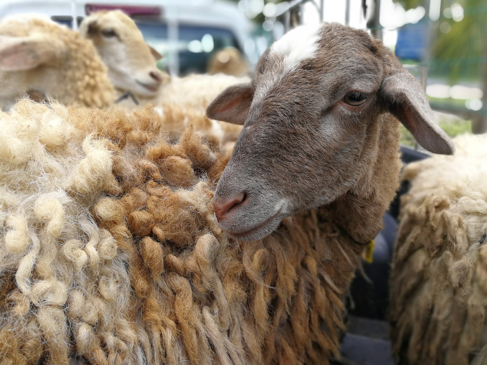 Kambing Biri Biri Malaysia | Portal Info Pertanian No.1