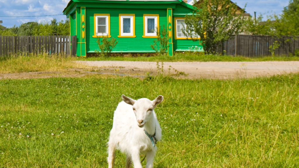 Design Kandang Kambing Moden (2025) | Portal Info Pertanian No.1