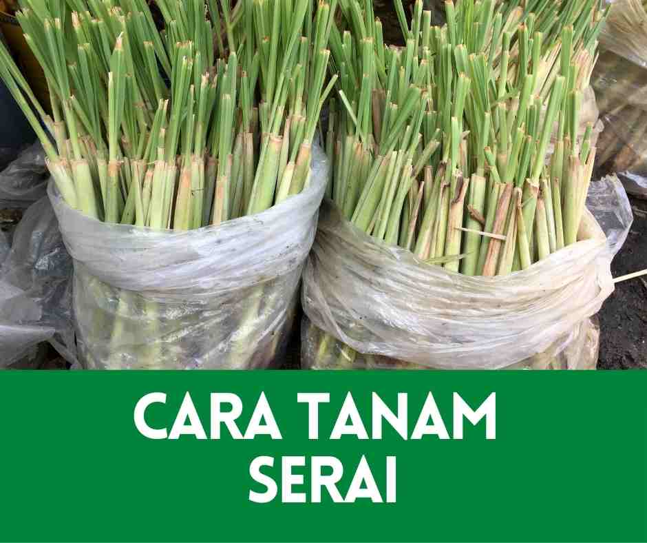 Cara Nak Menanam Serai Dalam Pasu SergiokruwChoi Cara Nak Menanam Serai Dalam Pasu SergiokruwChoi