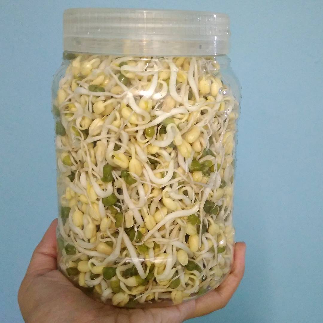 Cara Tanam Taugeh Paling Mudah (2025) | Portal Info Pertanian No.1