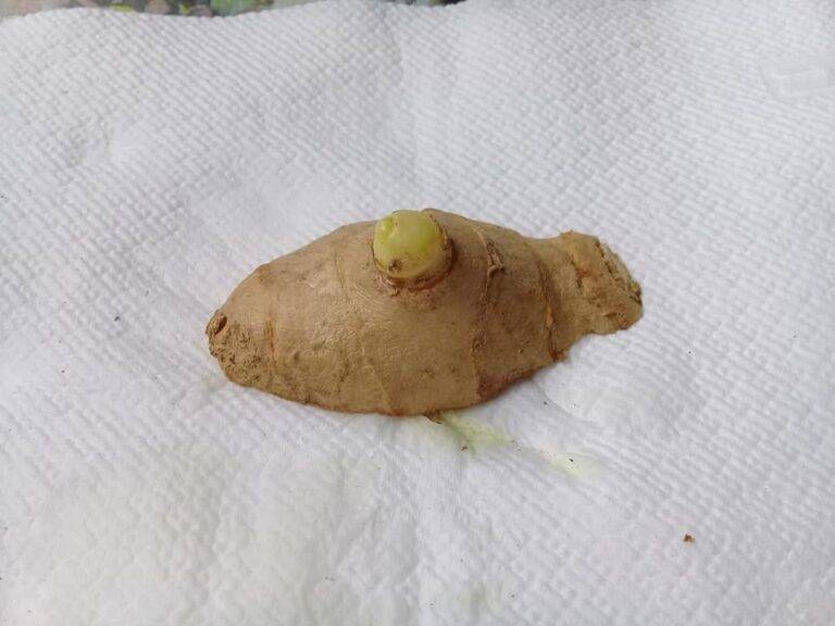 Cara Tanam Halia Mudah & Cepat (2025) | Portal Info Pertanian No.1